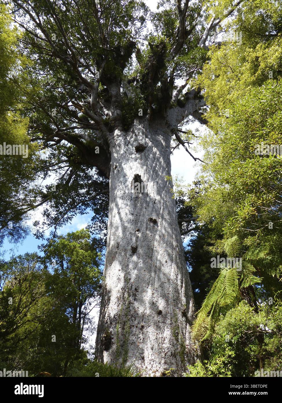Giant agathis australis agathis australis hi-res stock photography and ...