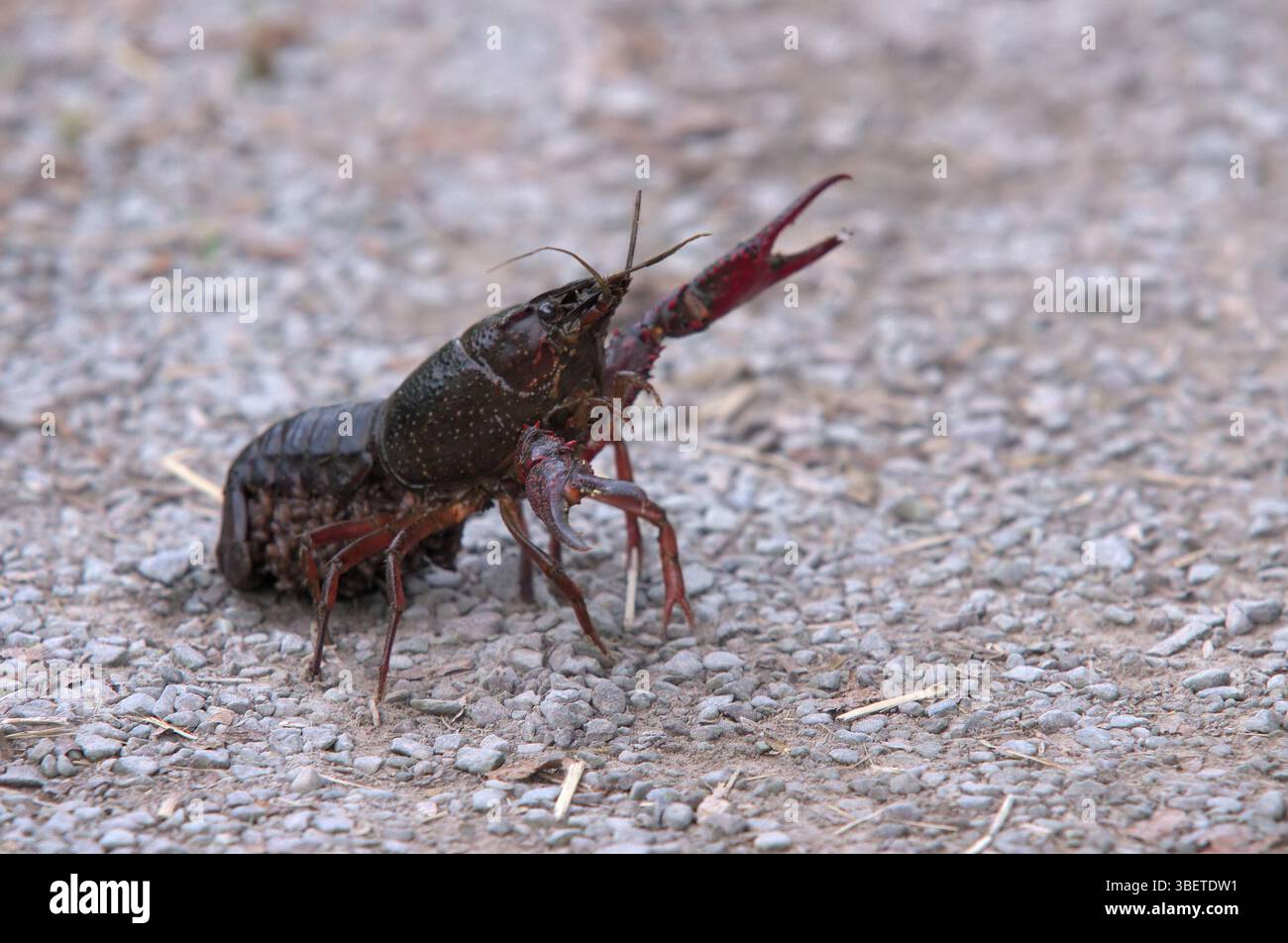 American red swamp crayfish (Procambarus clarkii Stock Photo - Alamy