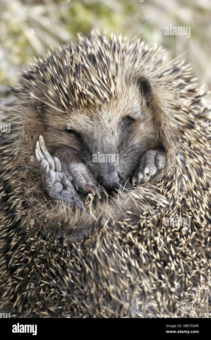 European hedgehog mammal animal hi-res stock photography and images - Alamy