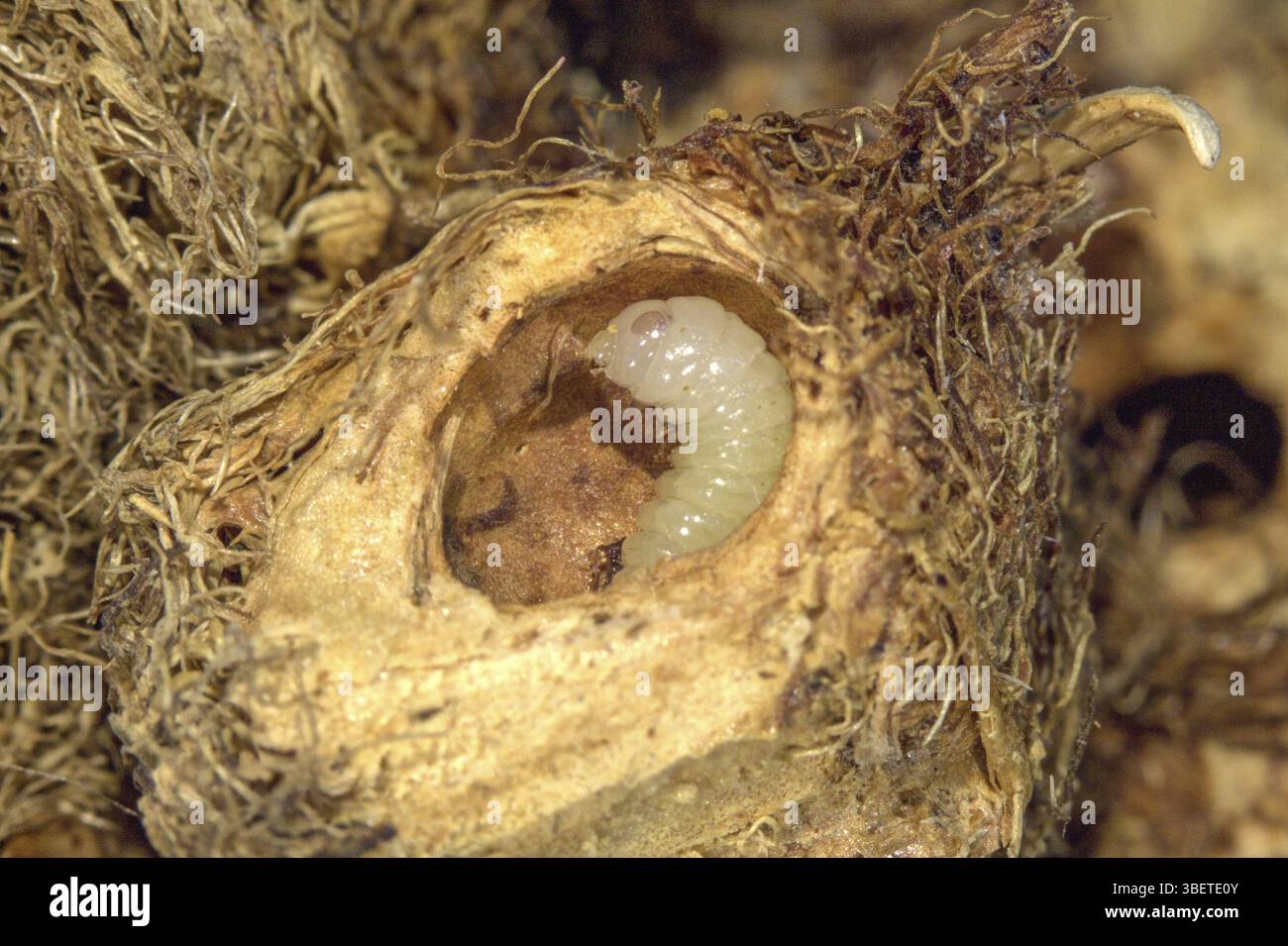 Rose gall wasp - larva (Diplolepsis rosae Stock Photo - Alamy