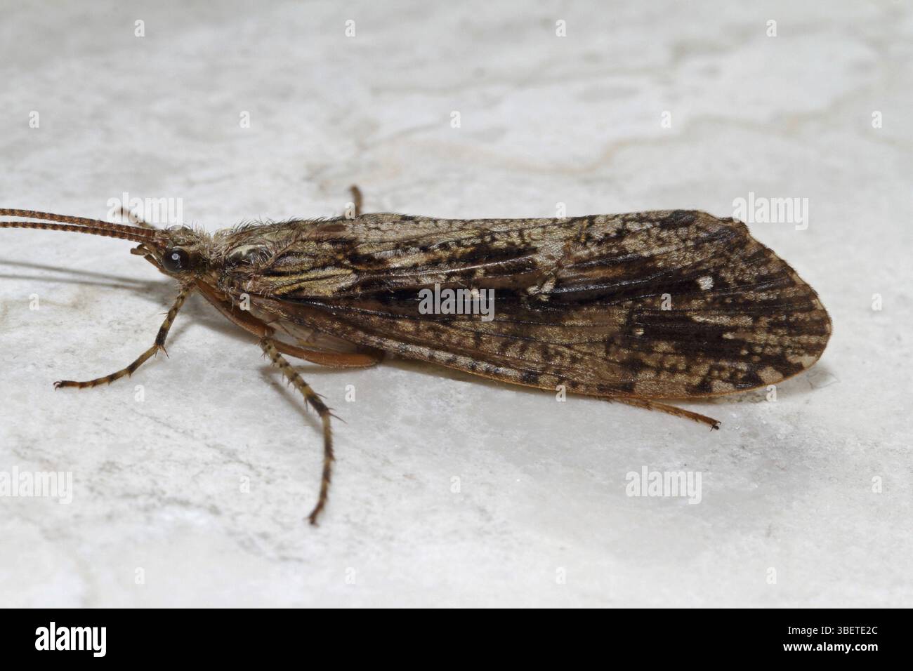 Large caddis fly (Phryganea grandis Stock Photo - Alamy