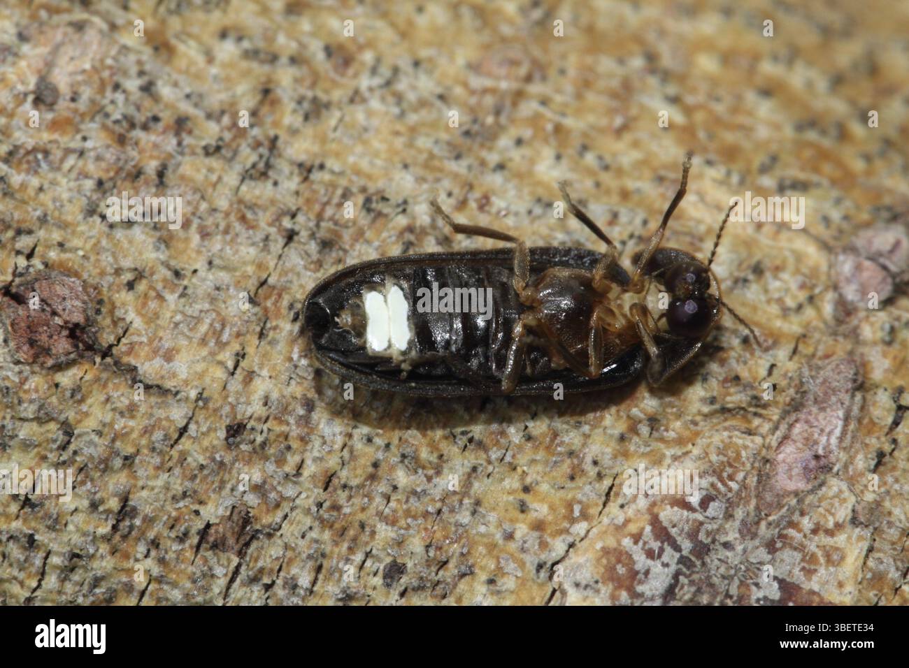 Small firefly (Lamprohiza splendidula Stock Photo - Alamy