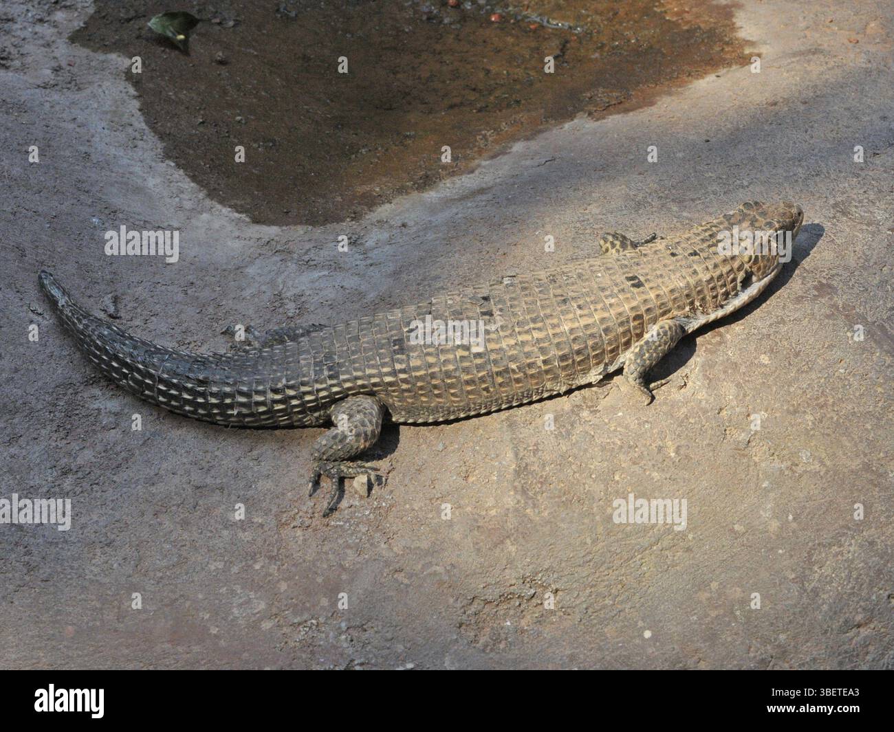 Sudan plated lizard (Gerrhosaurus major Stock Photo - Alamy