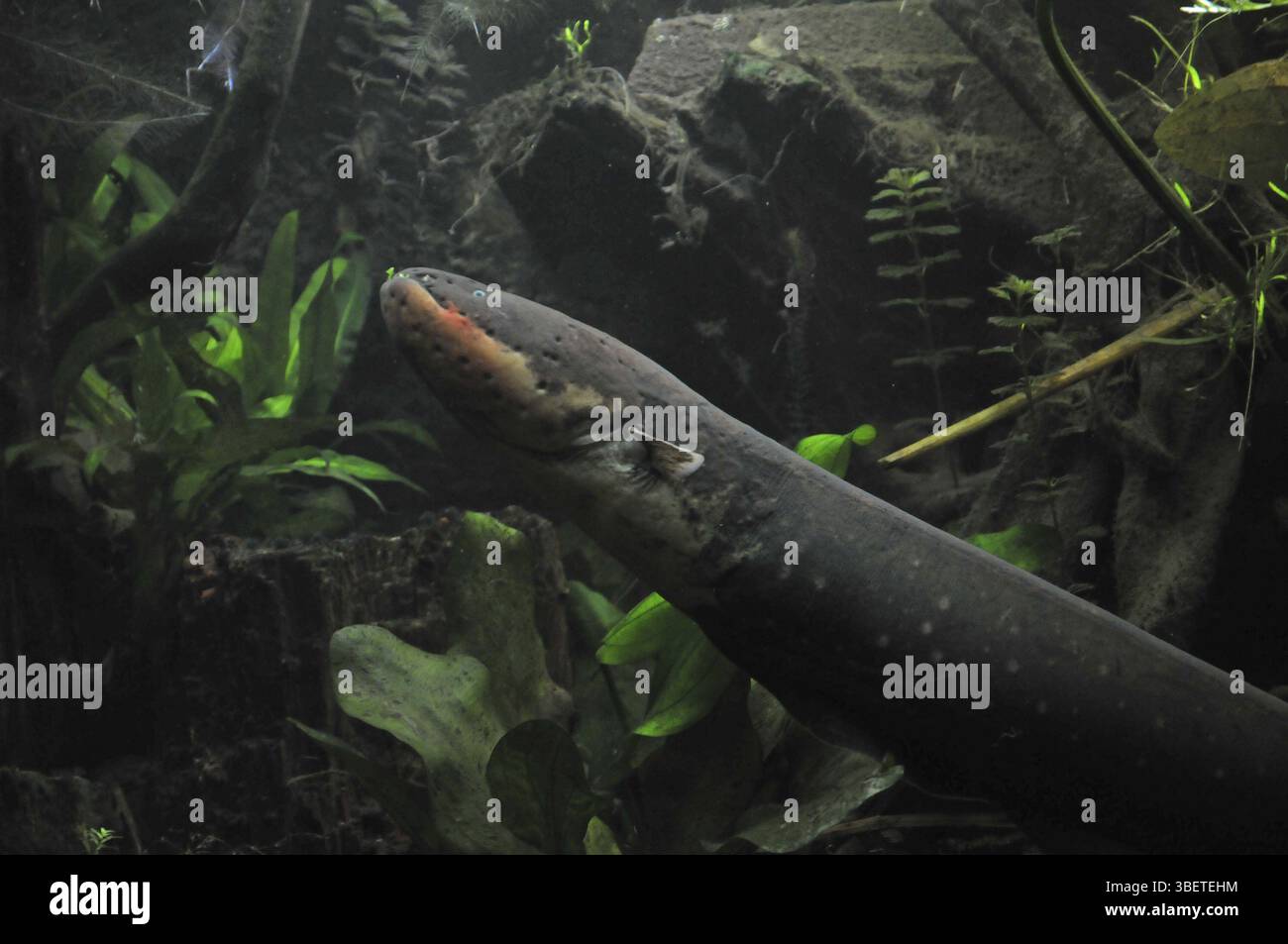 Electric eel (Electrophorus electricus Stock Photo - Alamy
