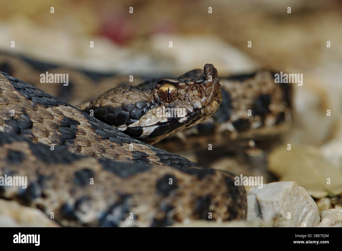 Southern horned viper (Vipera ammodytes meridionalis Stock Photo - Alamy