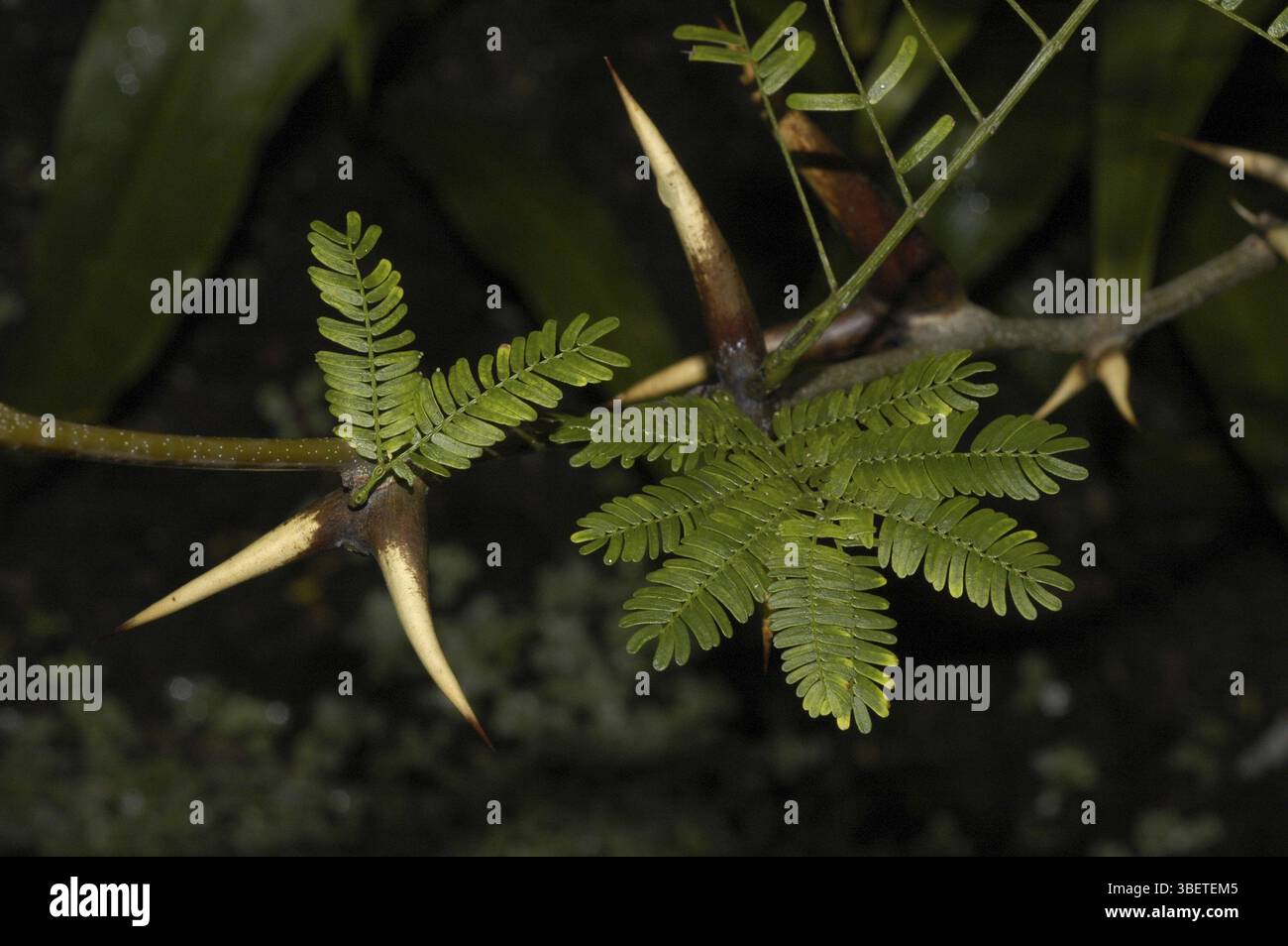 Cornigera hi-res stock photography and images - Alamy