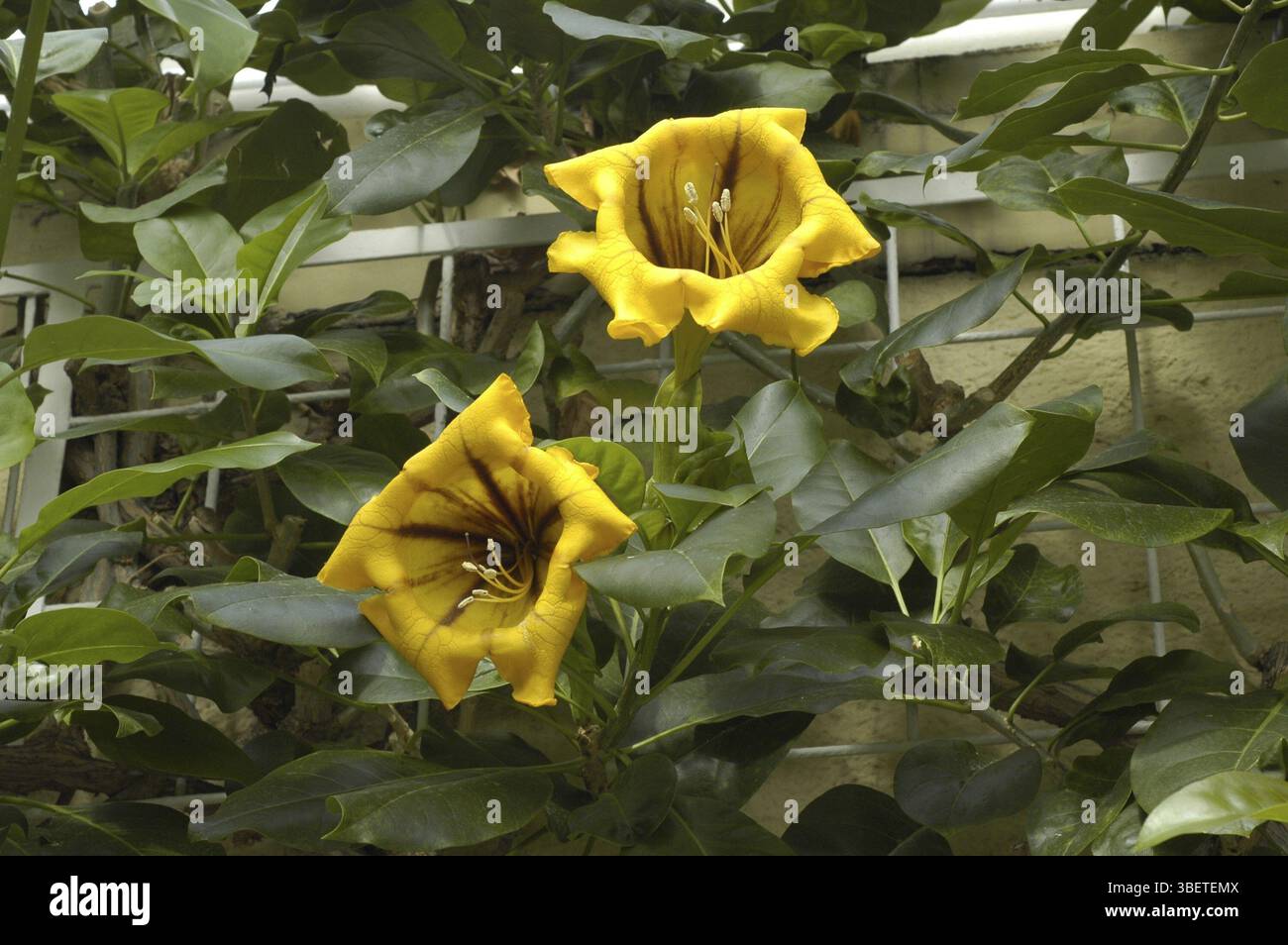 Cup gold vine solandra hi-res stock photography and images - Alamy