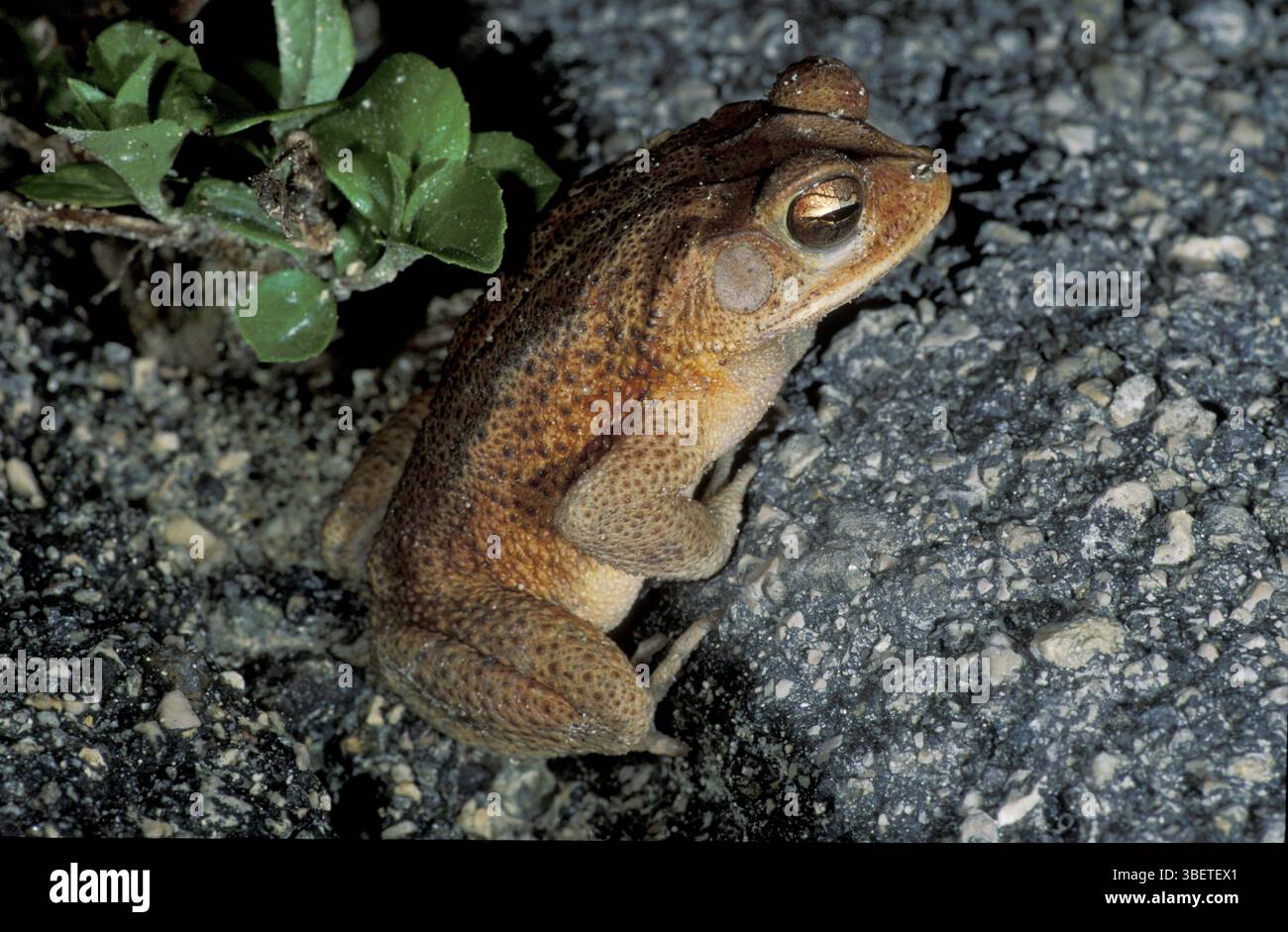 South american toad hi-res stock photography and images - Alamy