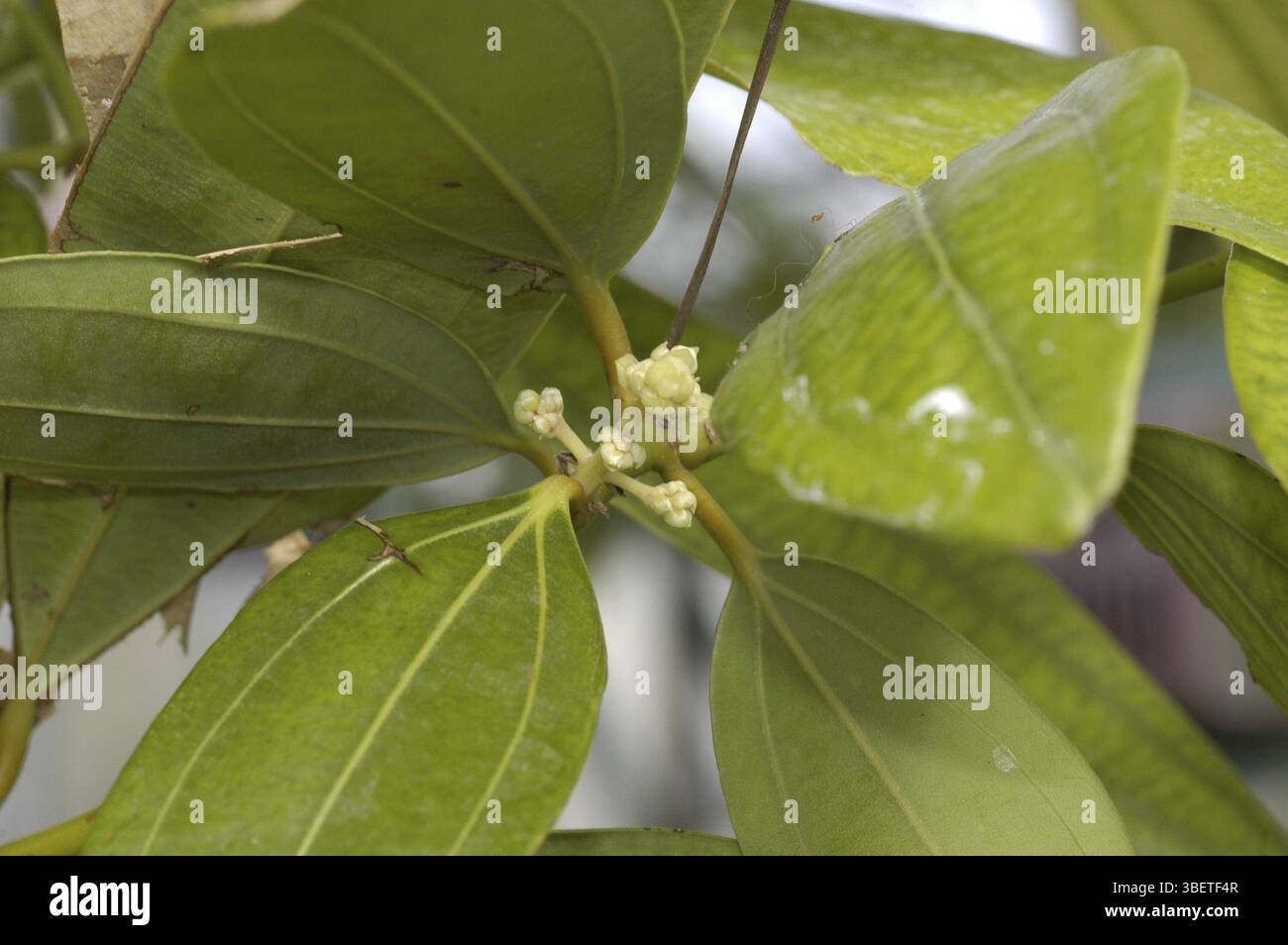 Ceylon cinnamon tree (Cinnamomum zeylanicum Stock Photo - Alamy