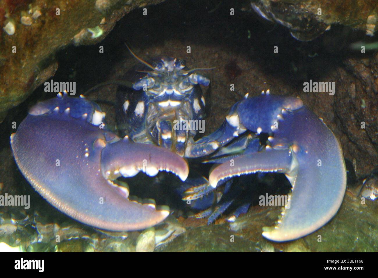 American lobster (Homarus americanus Stock Photo - Alamy