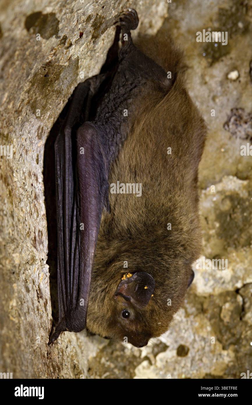 Mosquito bat (Pipistrellus pygmaeus Stock Photo - Alamy