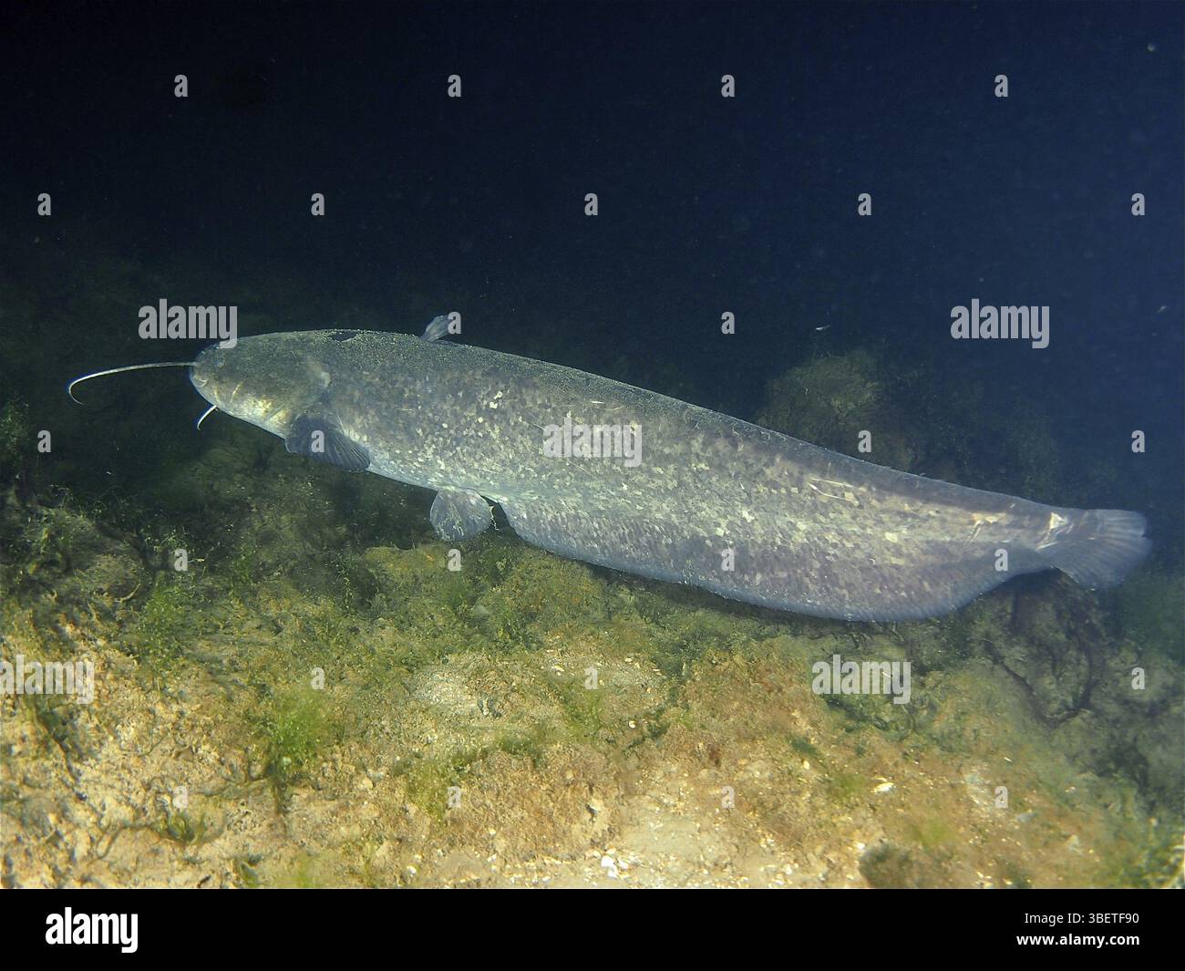 Catfish for nature hi-res stock photography and images - Alamy