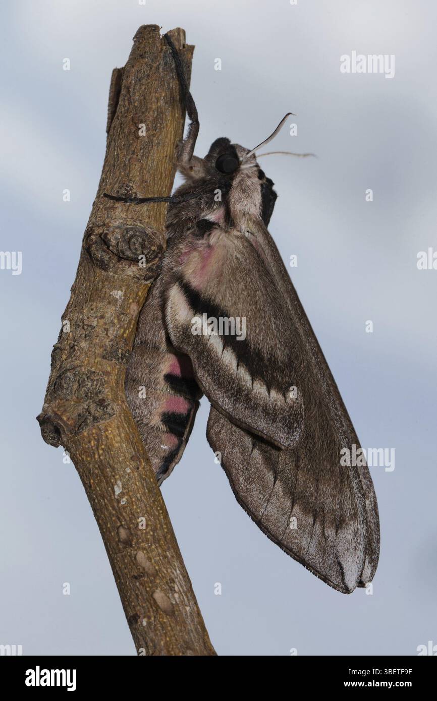 Privet hawkmoth (Sphinx ligustri Stock Photo - Alamy