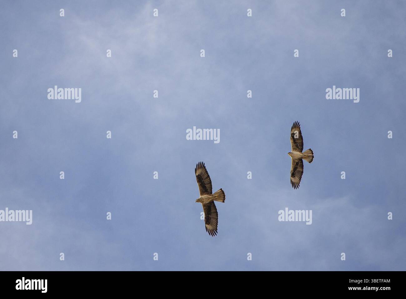 Two bonellis eagles hi-res stock photography and images - Alamy
