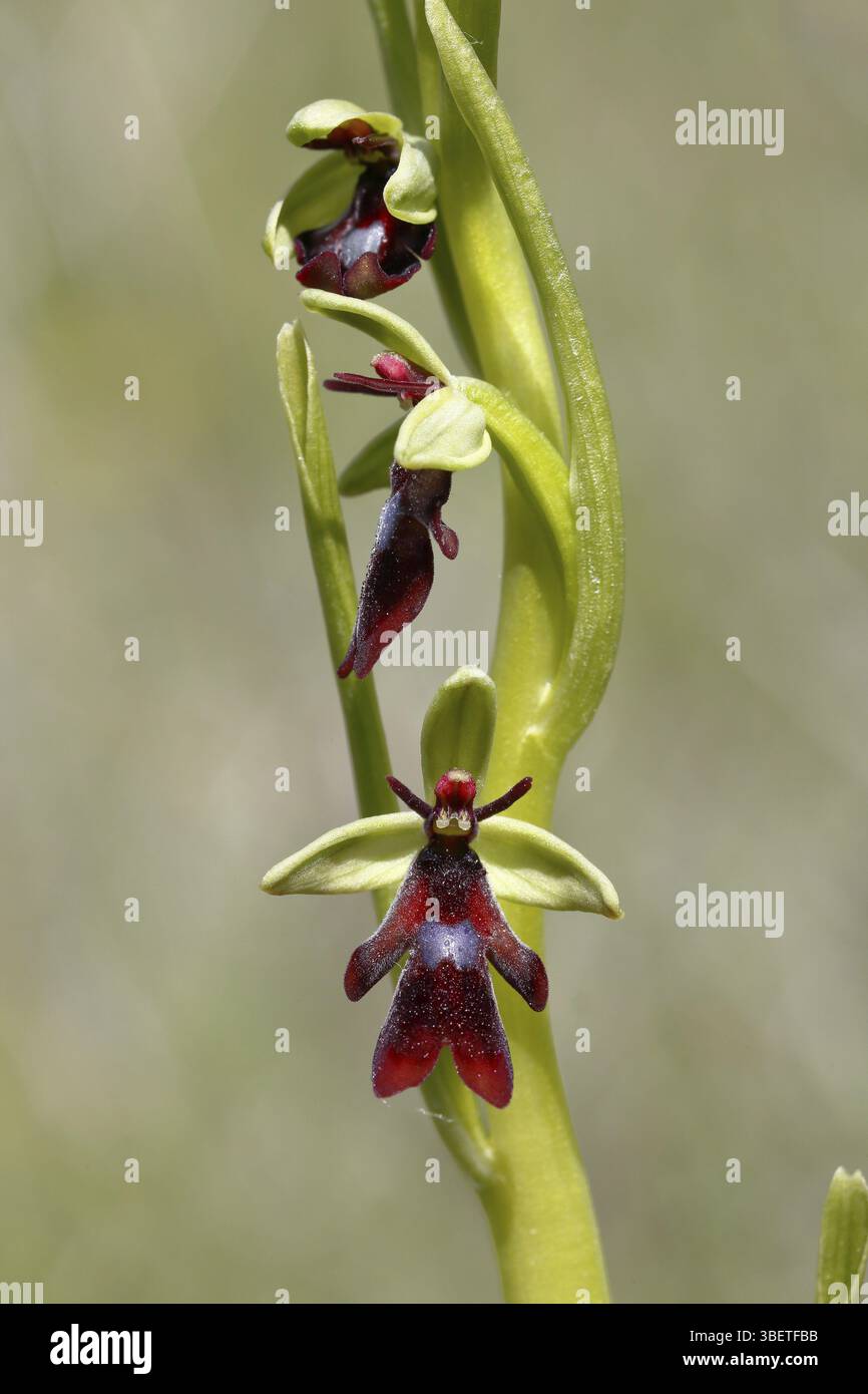 Fly orchid (Ophrys insectifera Stock Photo - Alamy