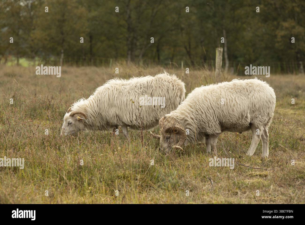 Rare nordic sheep hi-res stock photography and images - Alamy