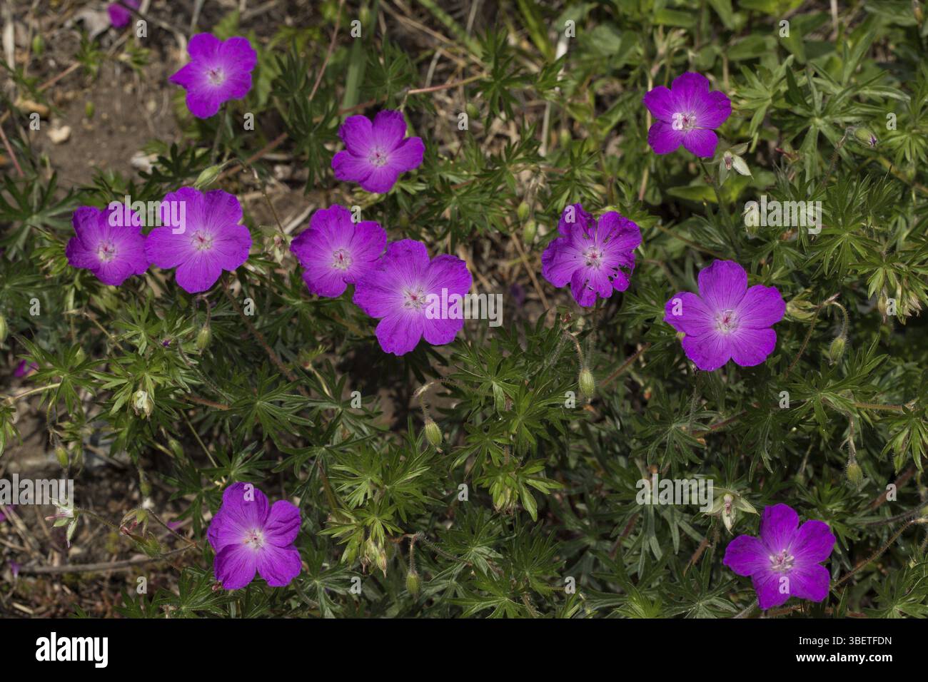 Red cranesbill leaf hi-res stock photography and images - Alamy