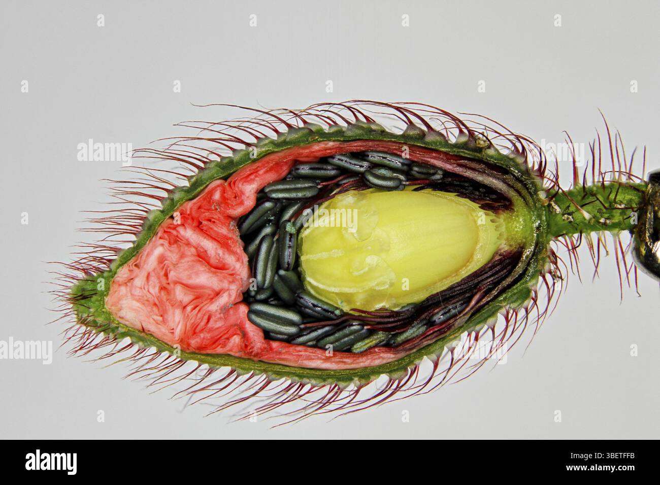 Corn poppy - bud - cross section (Papaver rhoeas Stock Photo - Alamy