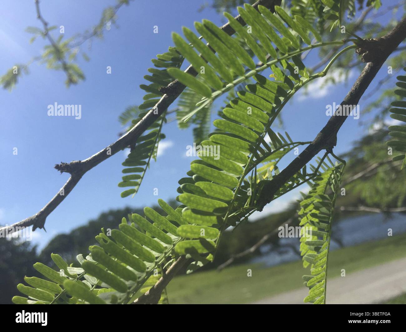 Mesquite (Prosopis juliflora Stock Photo - Alamy