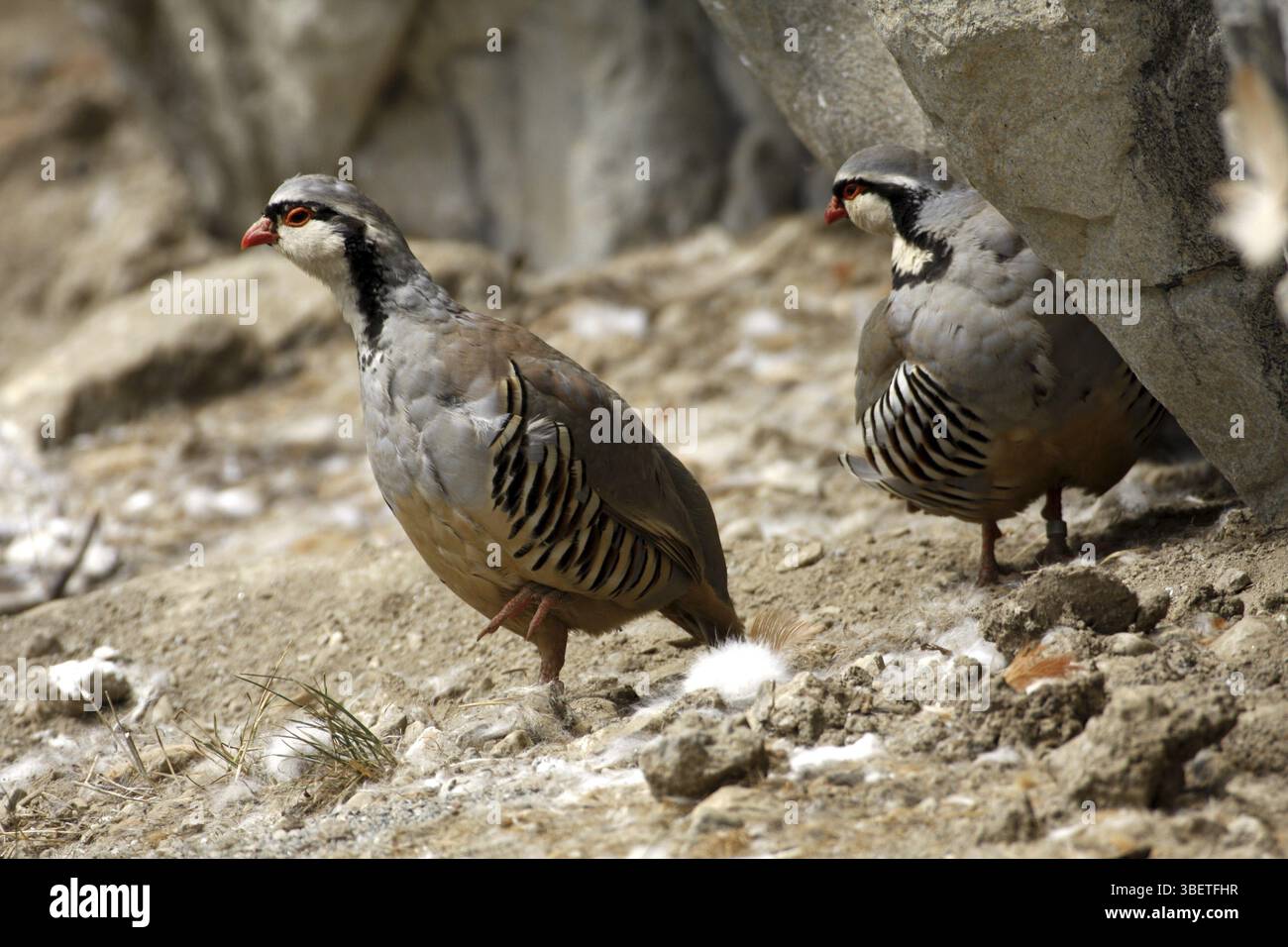 Rock partridge (Alectoris graeca Stock Photo - Alamy