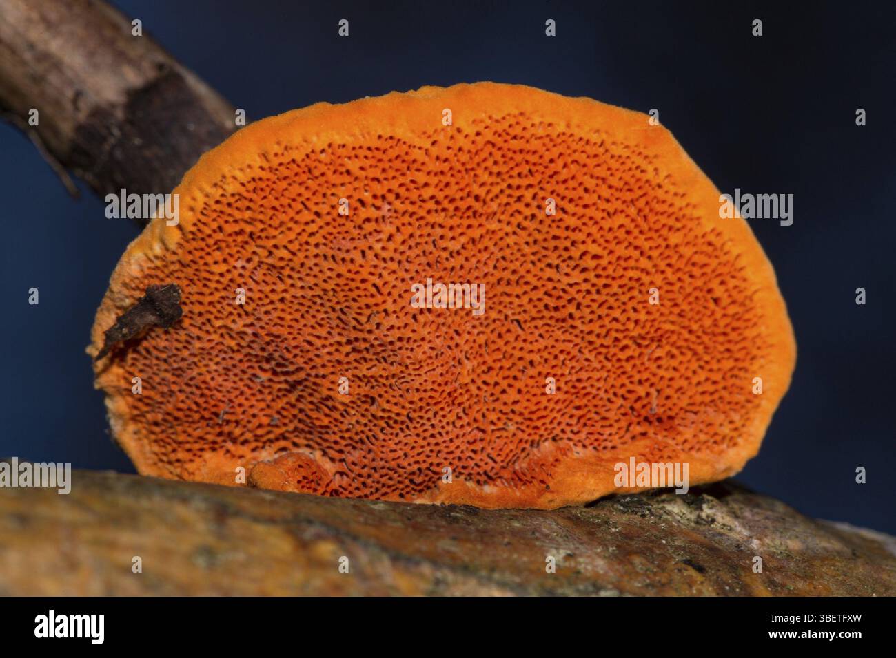 Cinnabar polypore (Cinnabar polypore Stock Photo - Alamy