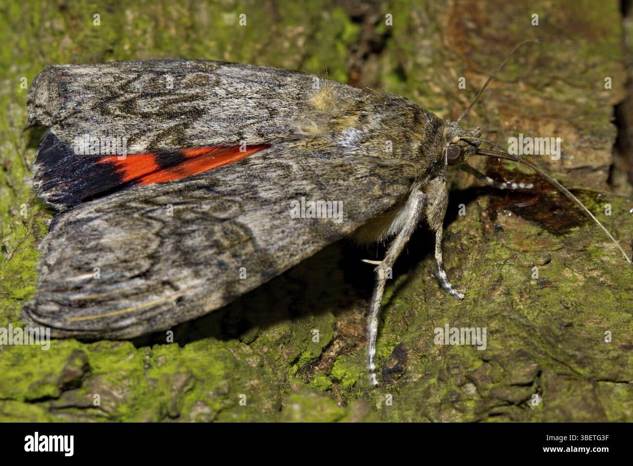 Red underwing (Catocala nupta Stock Photo - Alamy