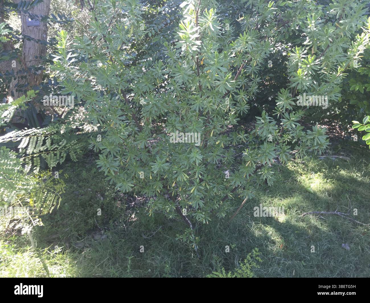 Surianaceae hi-res stock photography and images - Alamy