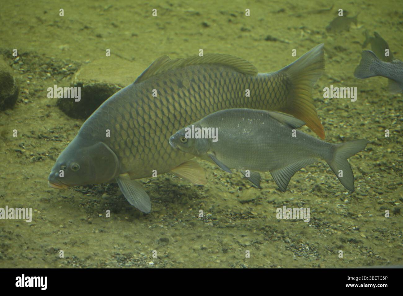 Cyprinus carpio actinopterygii hi-res stock photography and images - Alamy