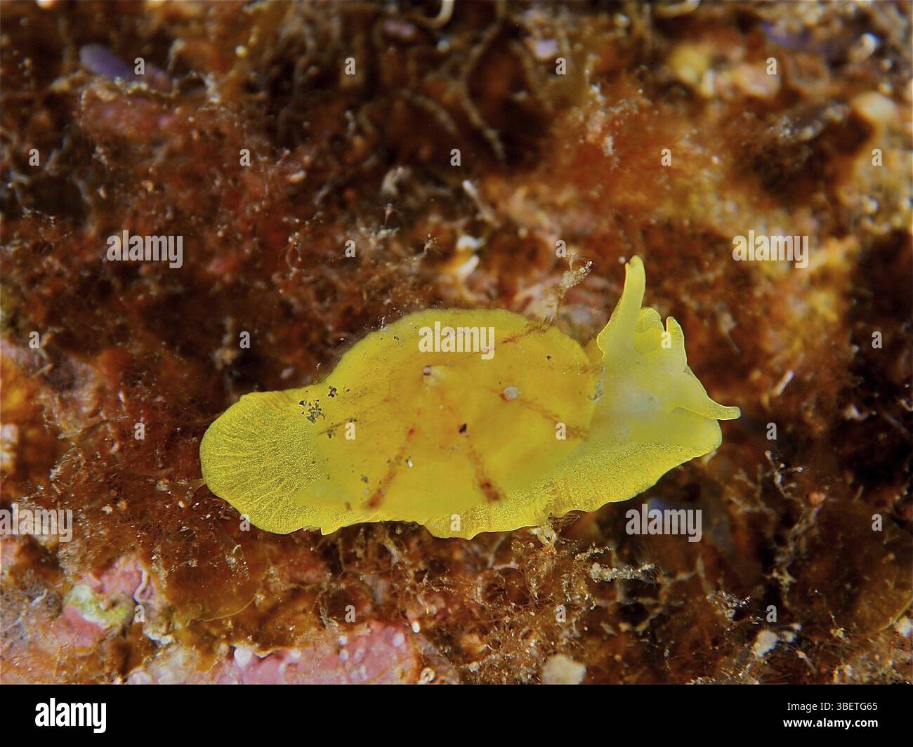 Golden sponge snail (Tylodina perversa Stock Photo - Alamy