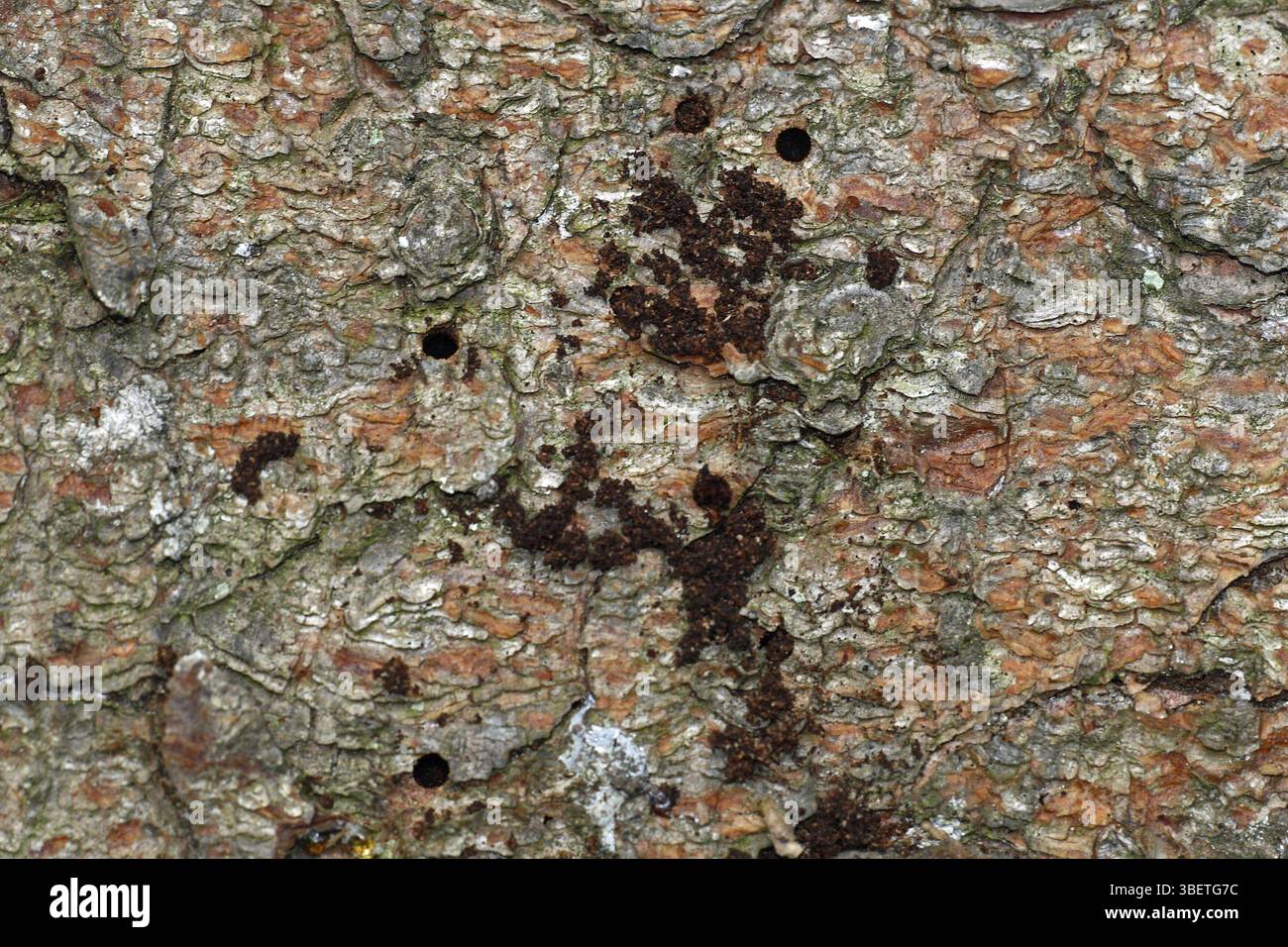 Letterpress printer, feeding holes with wood flour (Ips typographus ...