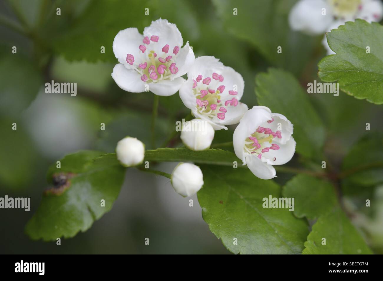 Mayflower hawthorn hedge hi-res stock photography and images - Alamy