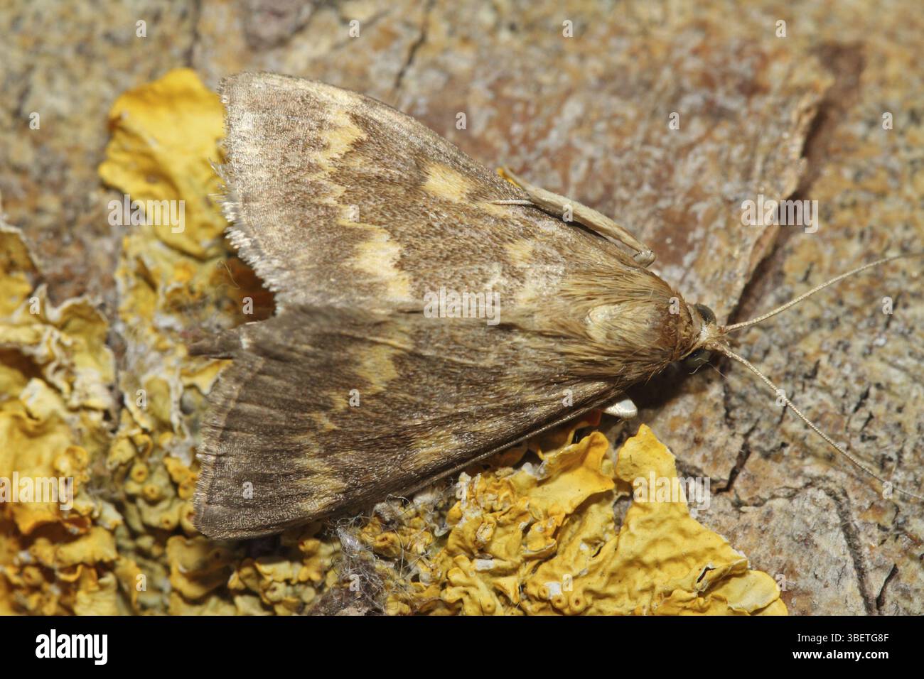 European corn borer (Ostrinia nubilalis Stock Photo - Alamy