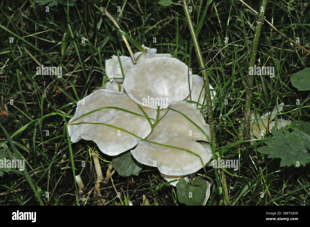 White tufted rasling (Lyophyllum connatum Stock Photo - Alamy