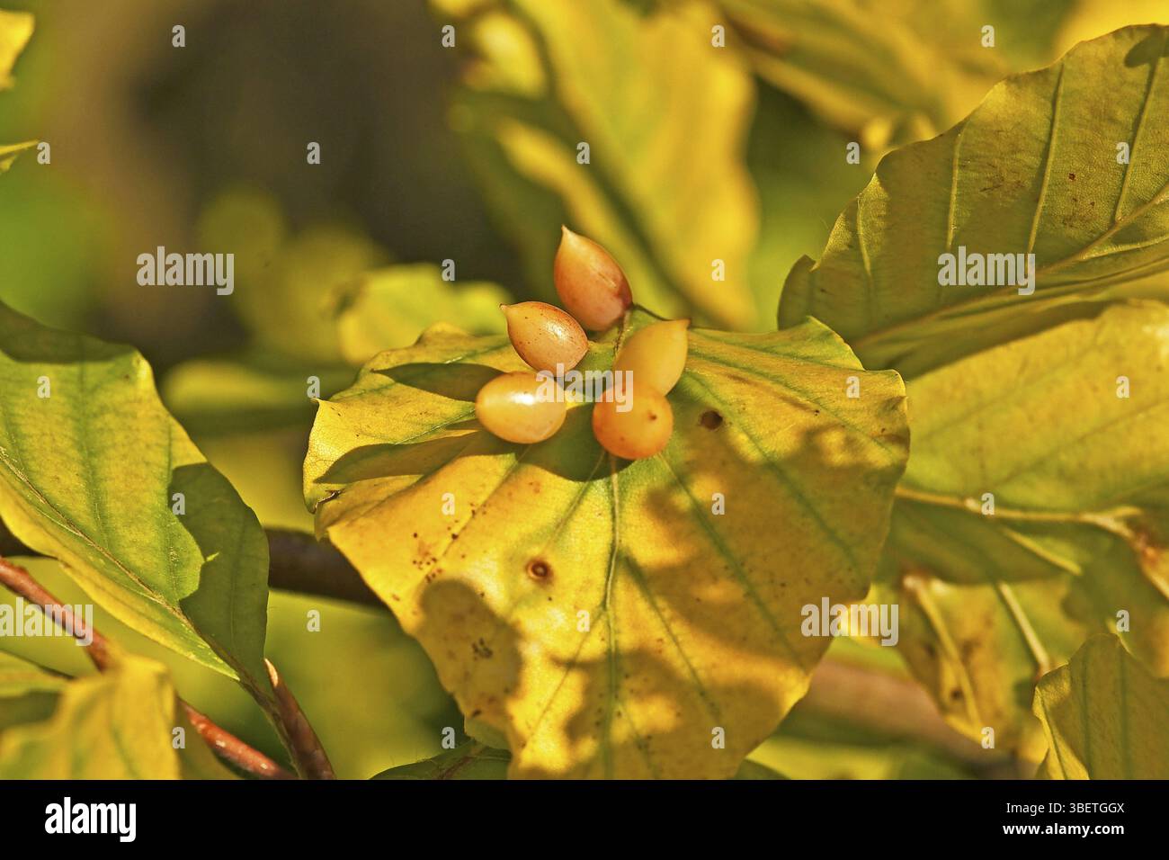 Beech gall (Mikioloa fagi Stock Photo - Alamy