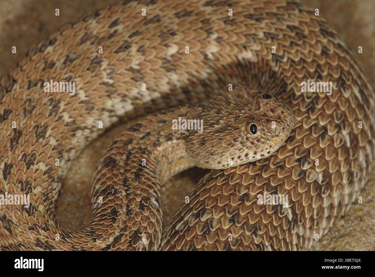 Namib Dwarf Otter (Bitis peringueyi Stock Photo - Alamy