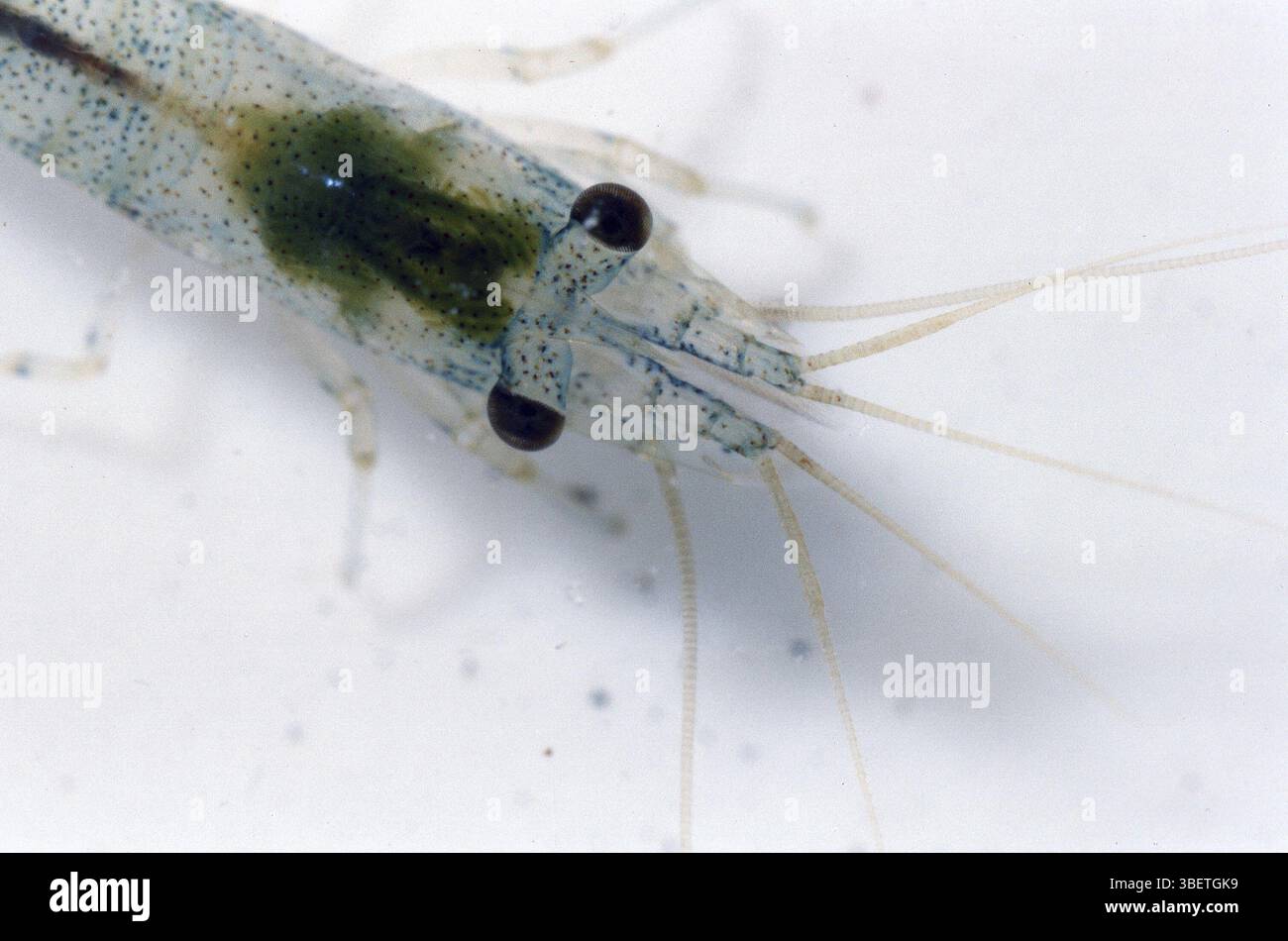 Invasive shrimp, tournament shrimp, dorsal line shrimp (Neocaridina ...