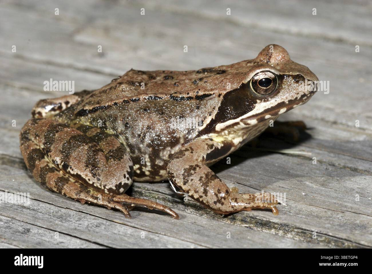 Jumping frog (Rana dalmatina Stock Photo - Alamy