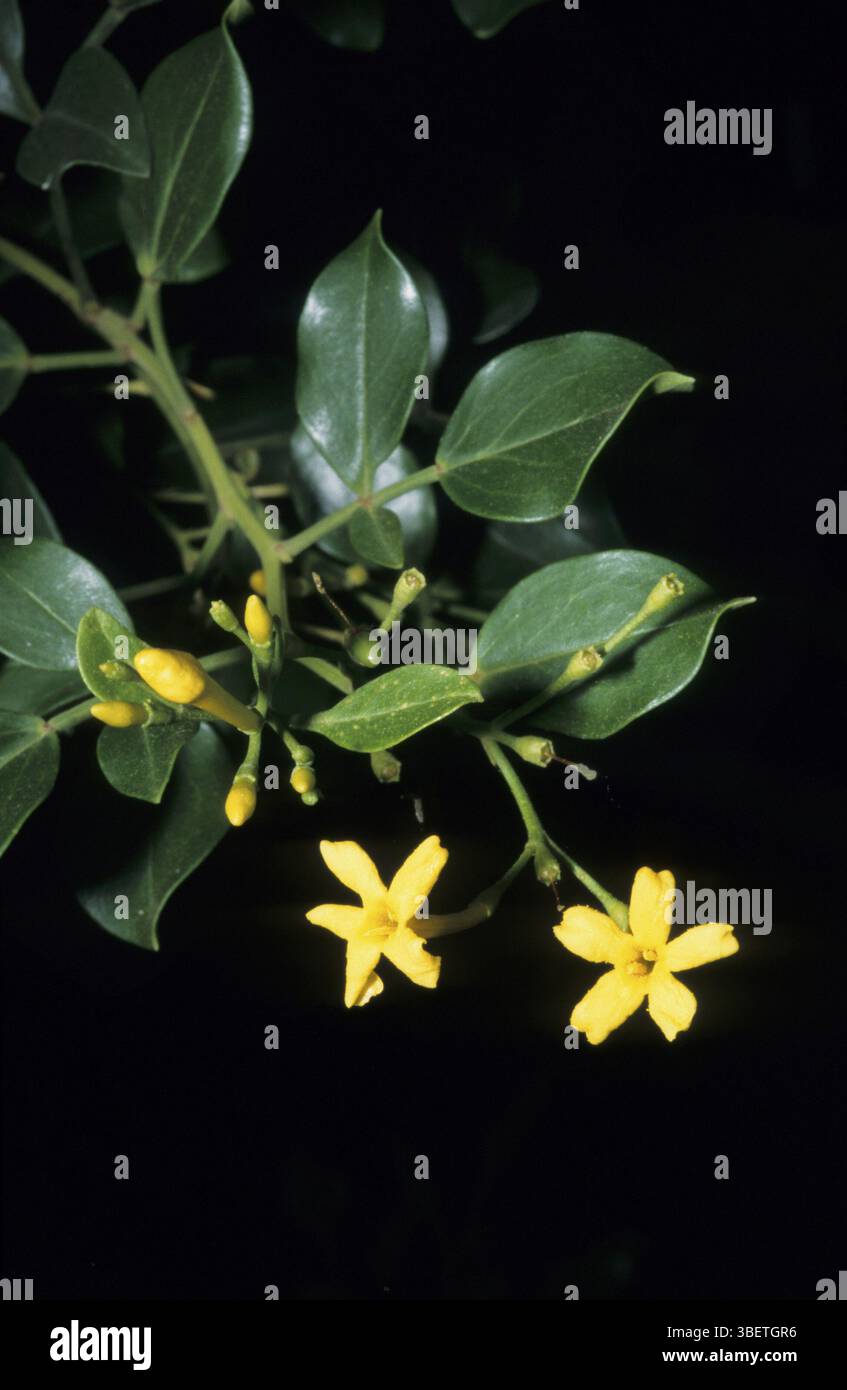 Fragrant jasmine (Jasminum odoratissimum Stock Photo - Alamy