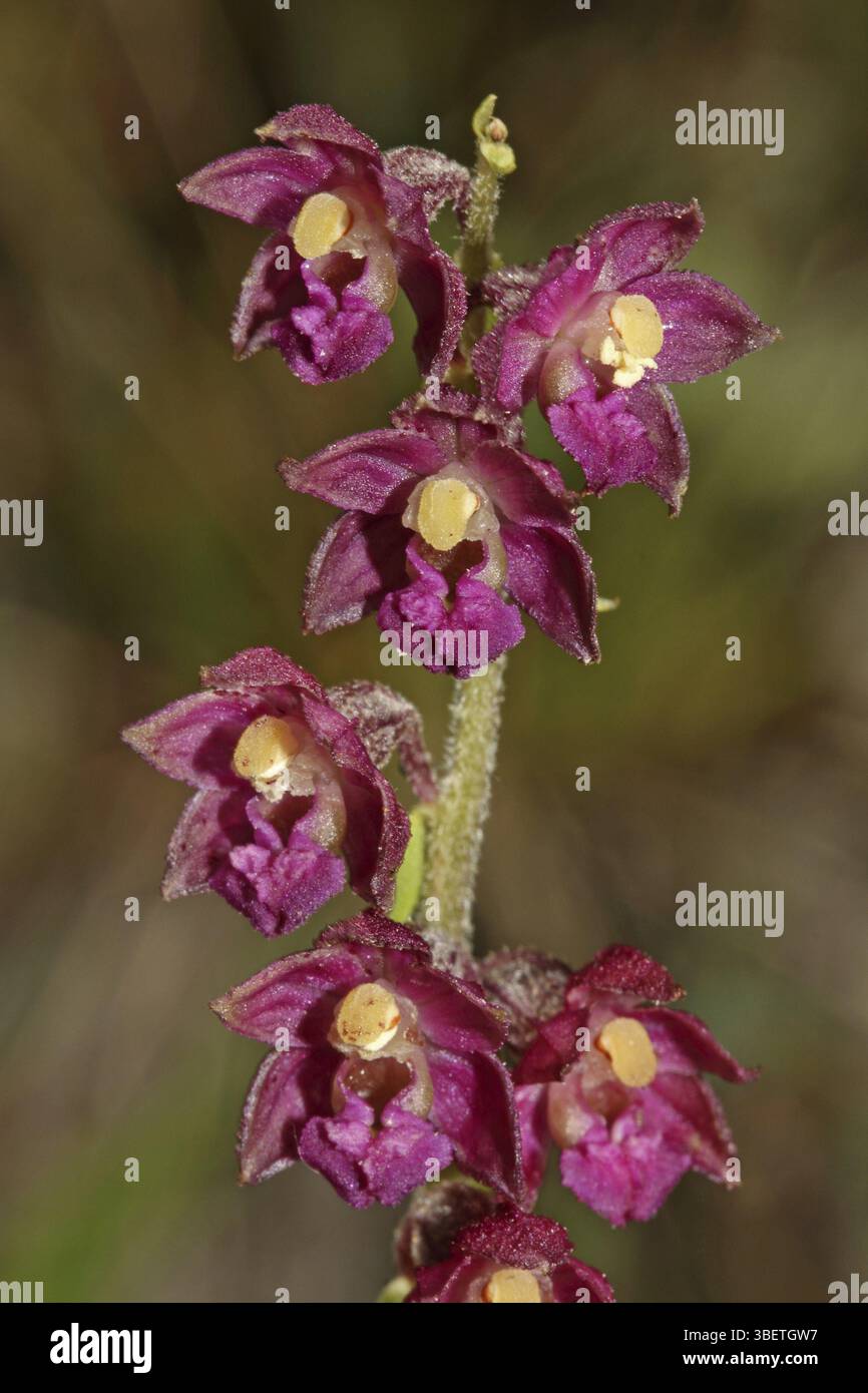 Dark red helleborine (Epipactis atrorubens Stock Photo - Alamy