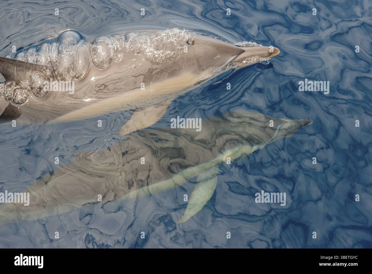 Dolphin family (Delphinidae Stock Photo - Alamy