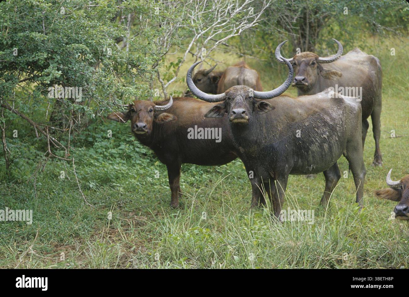 Bos bubalus hi-res stock photography and images - Alamy