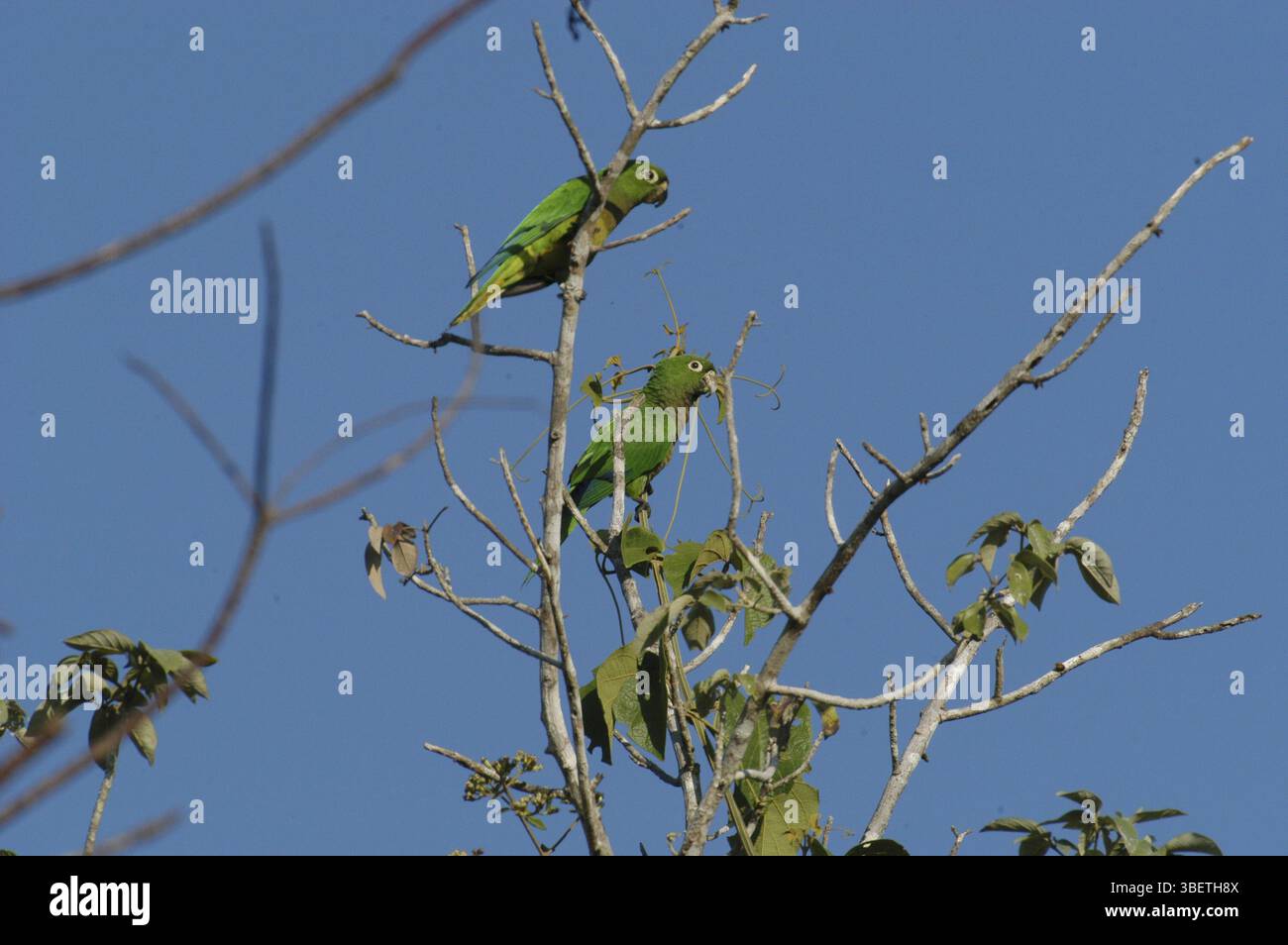 Aratinga astec hi-res stock photography and images - Alamy