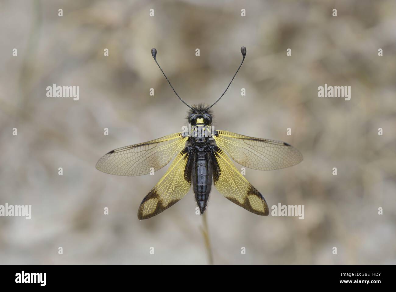 Cretan butterflyfish (Libelloides rhomboides ssp. cretensis Stock Photo ...