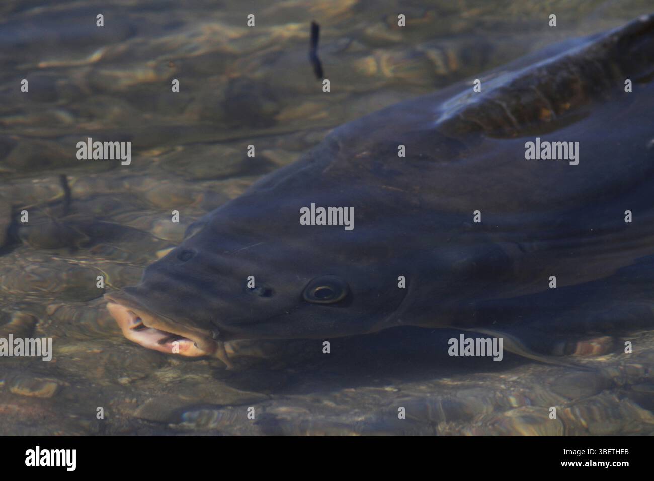 Carp, wild form (Cyprinus carpio Stock Photo - Alamy