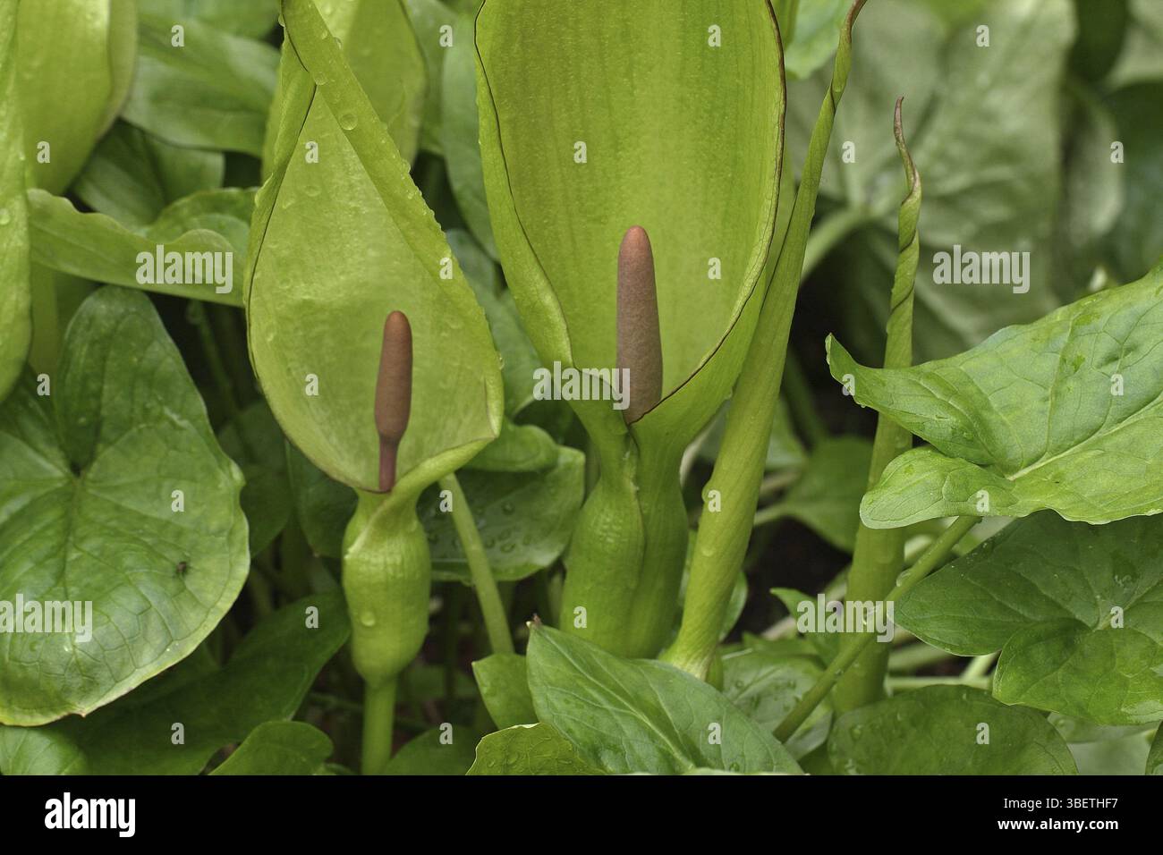 Common arum, spatha with spadix (Arum maculatum Stock Photo - Alamy