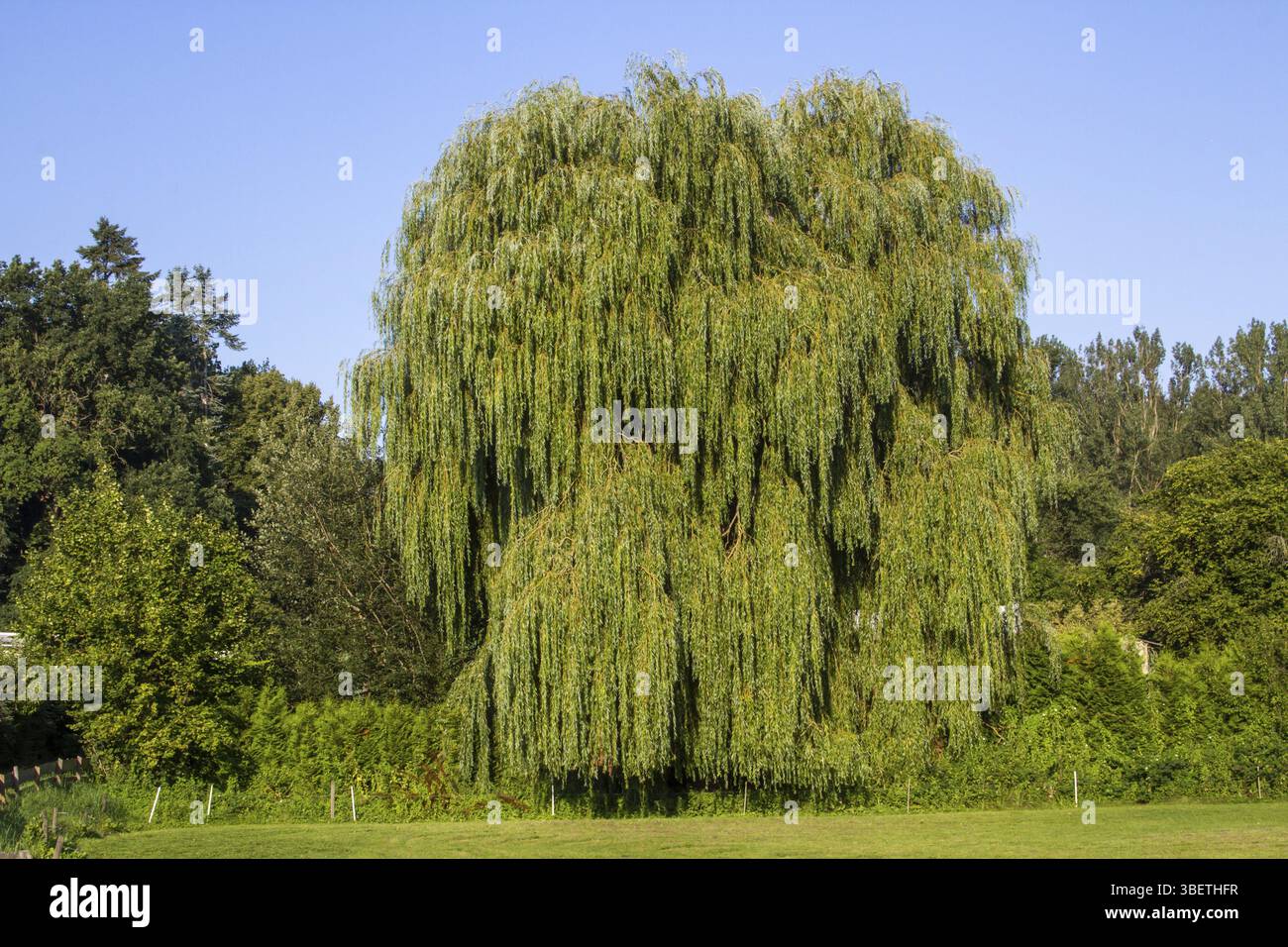 Babylon willow (Salix babylonica Stock Photo - Alamy