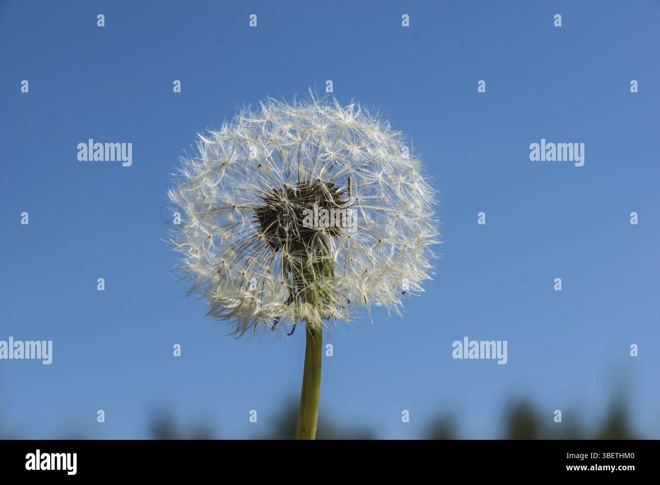 Meadow lion's tooth - seed ripening (Taraxacum officinale Stock Photo ...