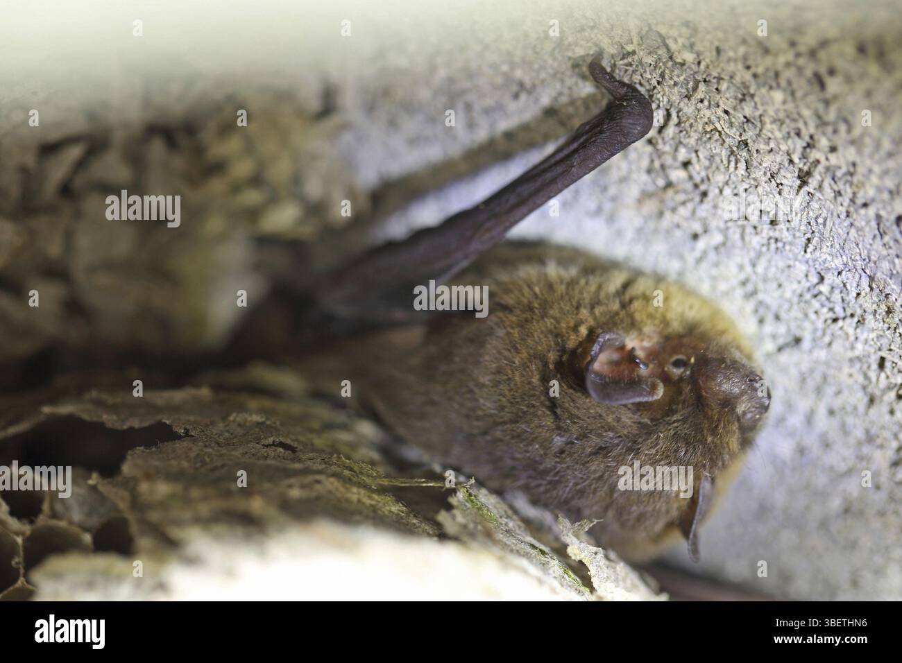 Mosquito bat (Pipistrellus pygmaeus Stock Photo - Alamy