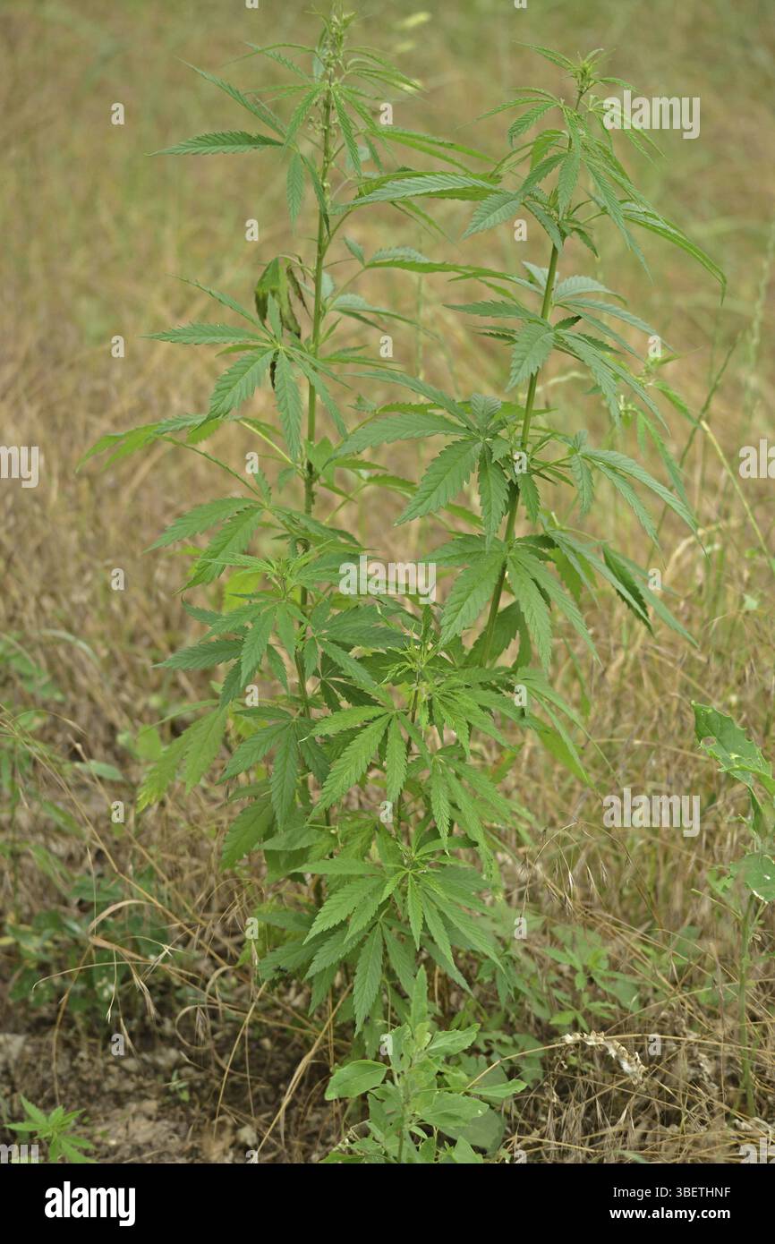 Cannabis ruderalis hi-res stock photography and images - Alamy
