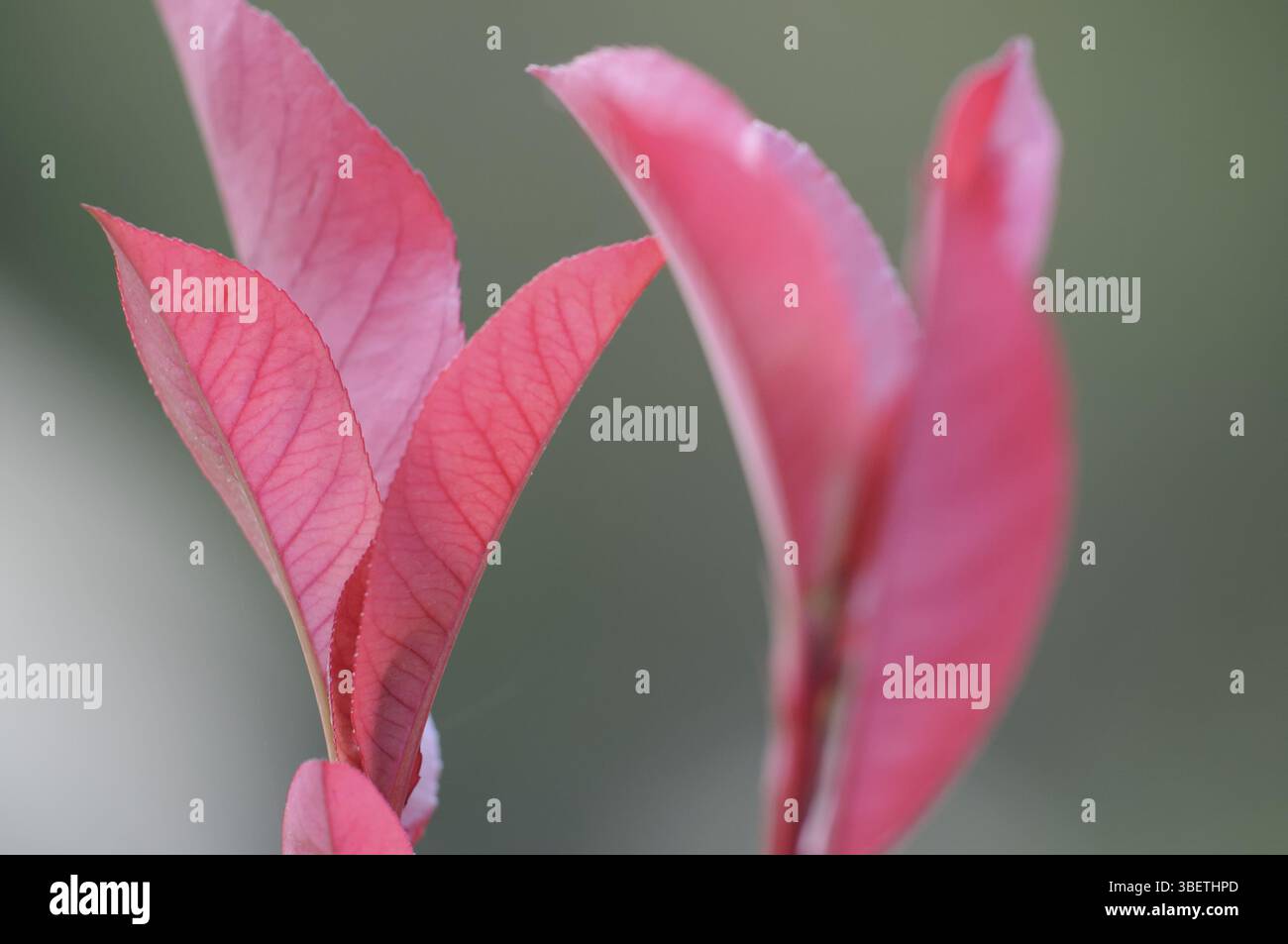 Photinia (photinia fraseri Stock Photo - Alamy